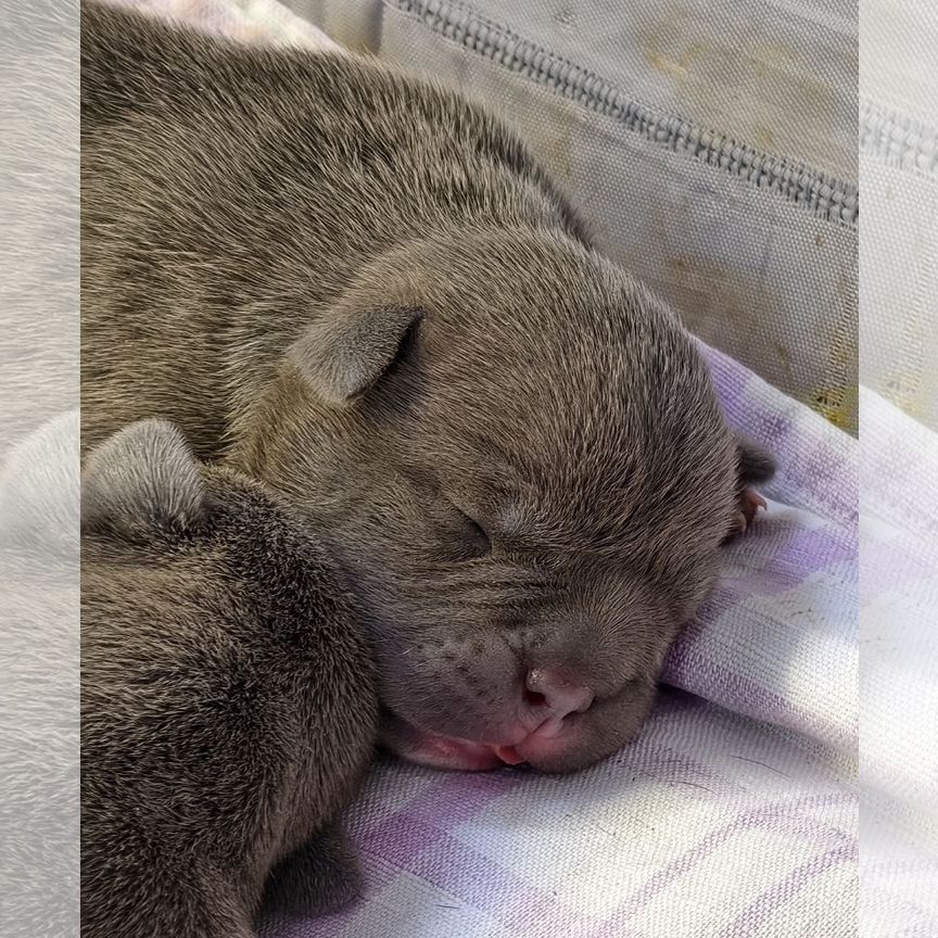 Американский булли, щенок