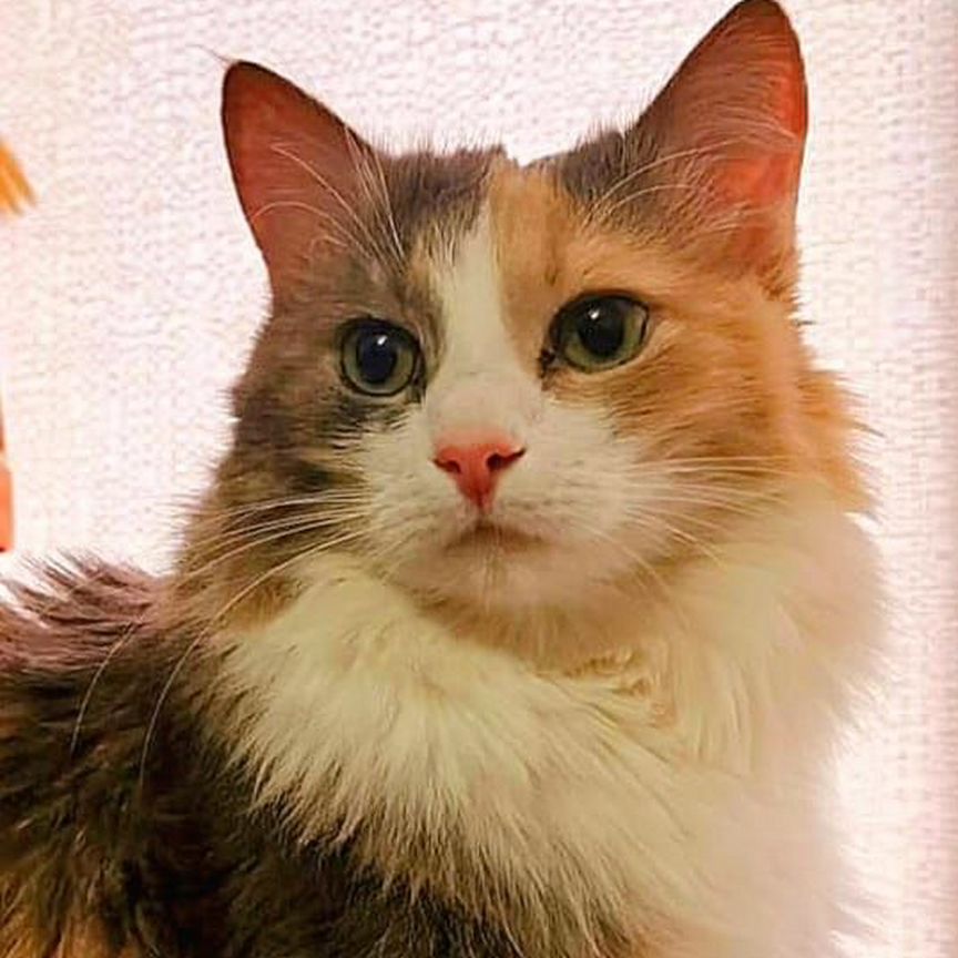 Кошка для счастья в добрые руки