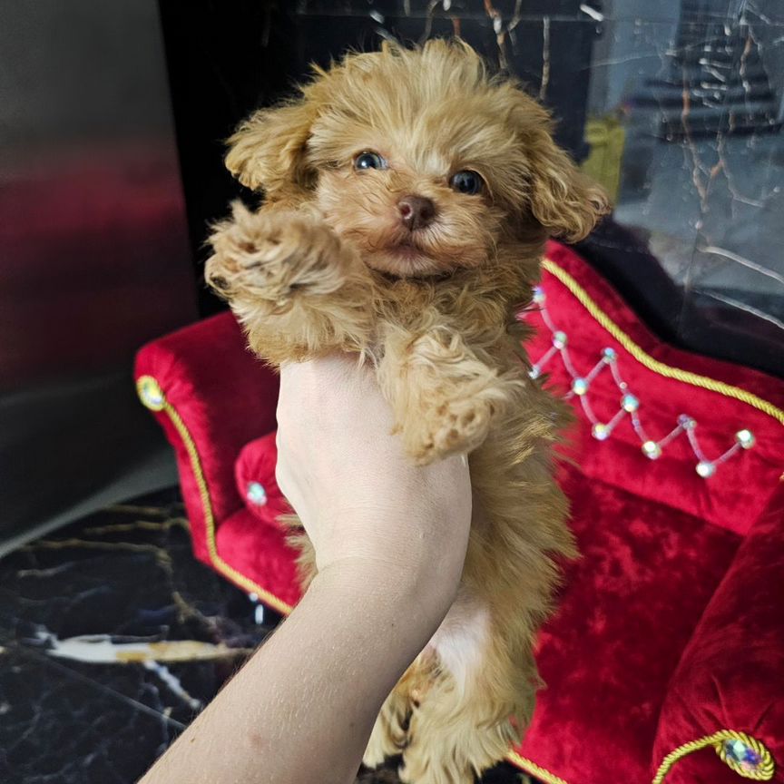 Мальтипу, щенок