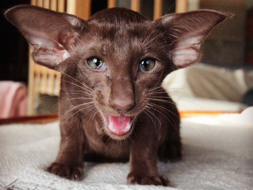 Шоколадная ориентальная девочка