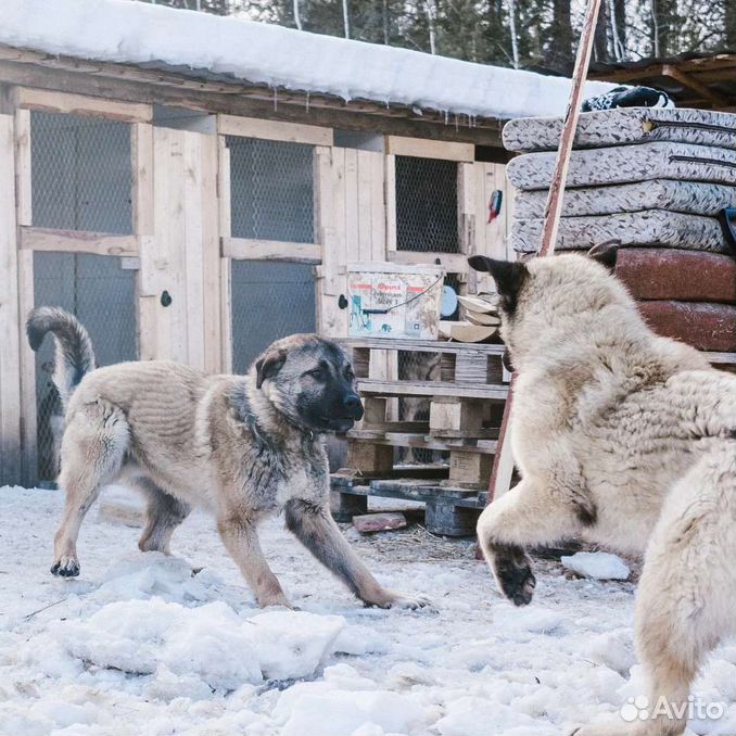 Кай и Ричард в поисках дома