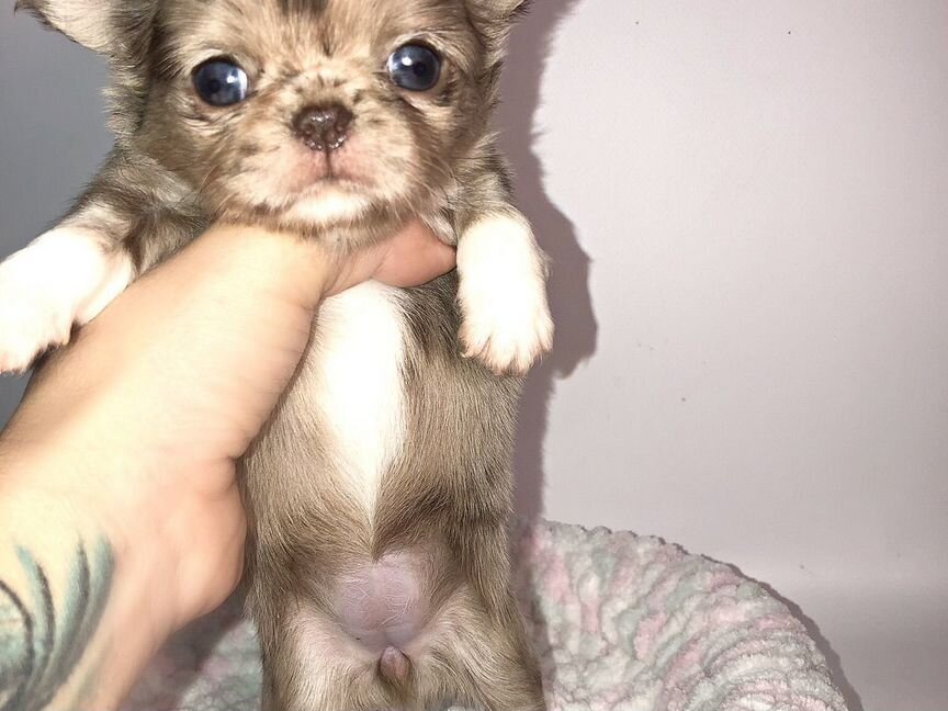 Курносики под резерв