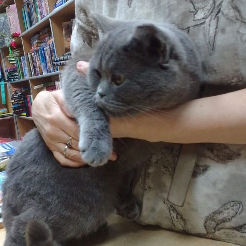 Кот