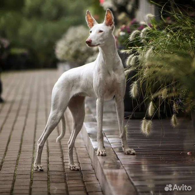 Щенки Поденко Ибиценко