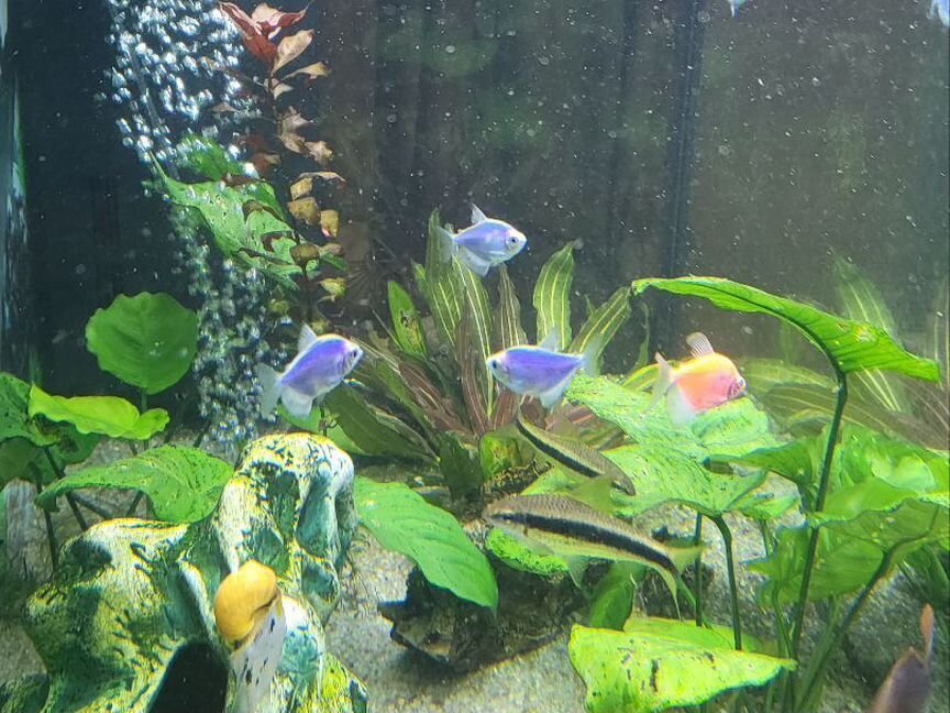 Рыбки Гло фиш