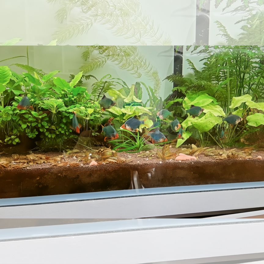 Барбус мшистый (мутант)