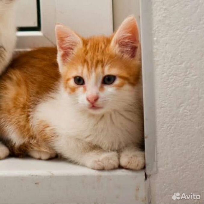 Котёнок Пряник