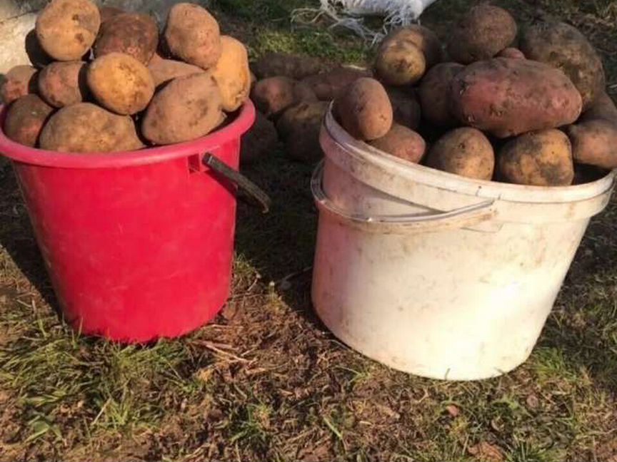Продам картофель на корм скоту