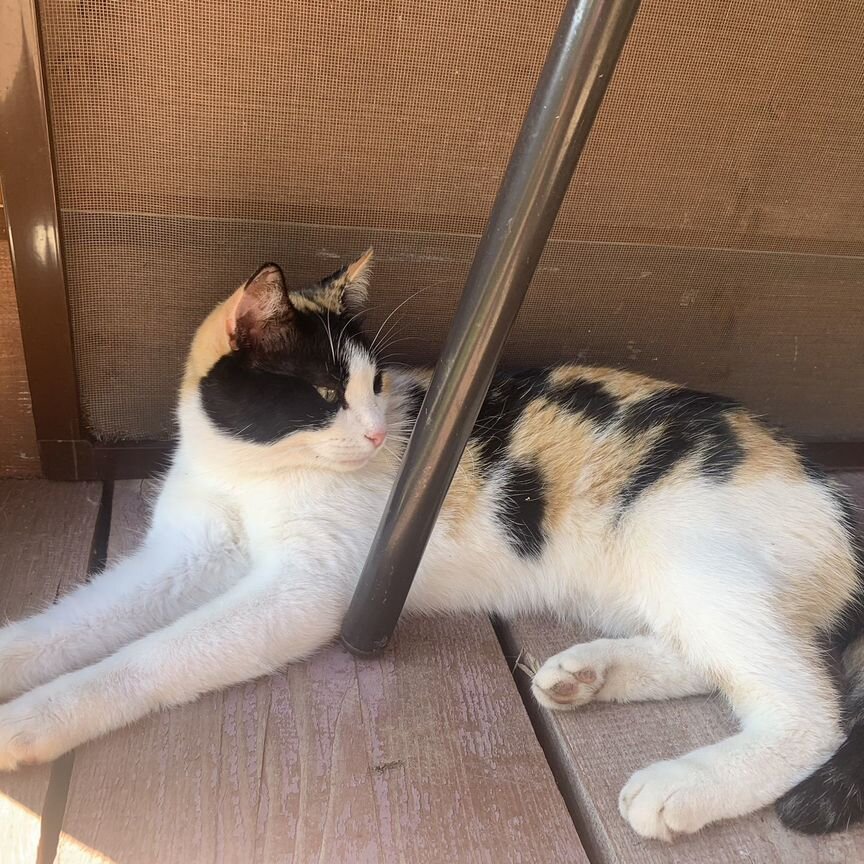 Отдам кошку в добрые руки