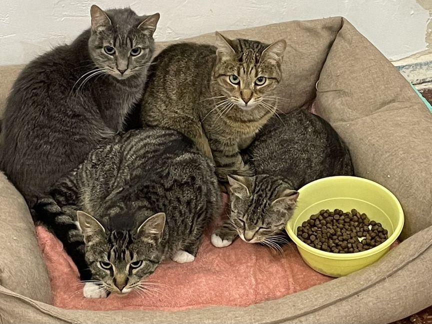 Помощь приюту