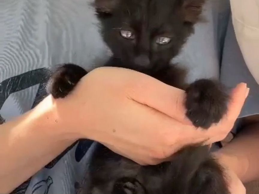 Котёнок домовёнок в добрые руки