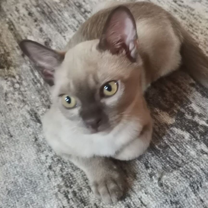 Бурманские котята