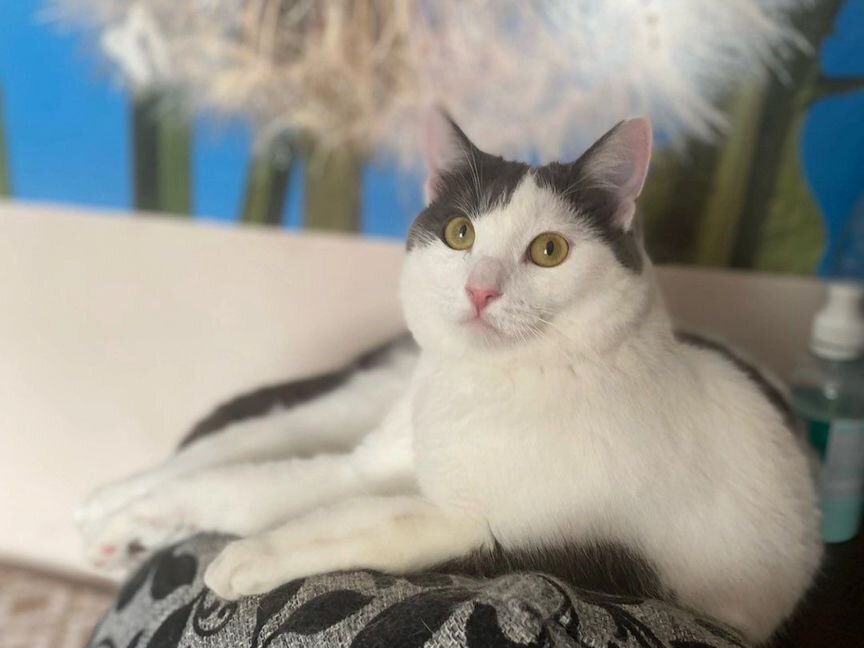 Митька ищет свою семью