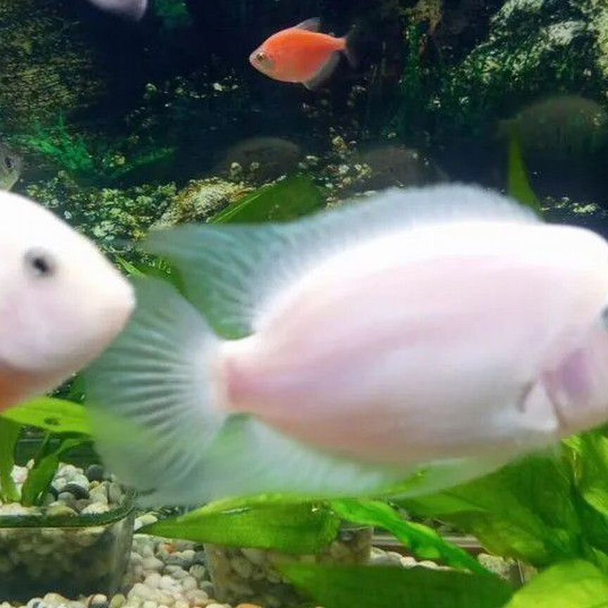 Розовый фламинго