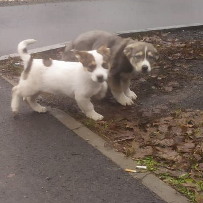 Щенок в добрые руки