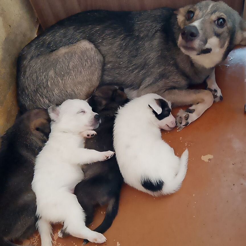 Щенки среднего размера