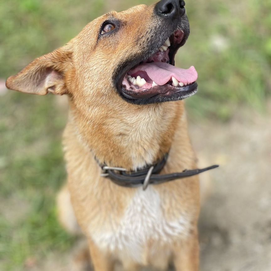 Герда ищет дом и друга