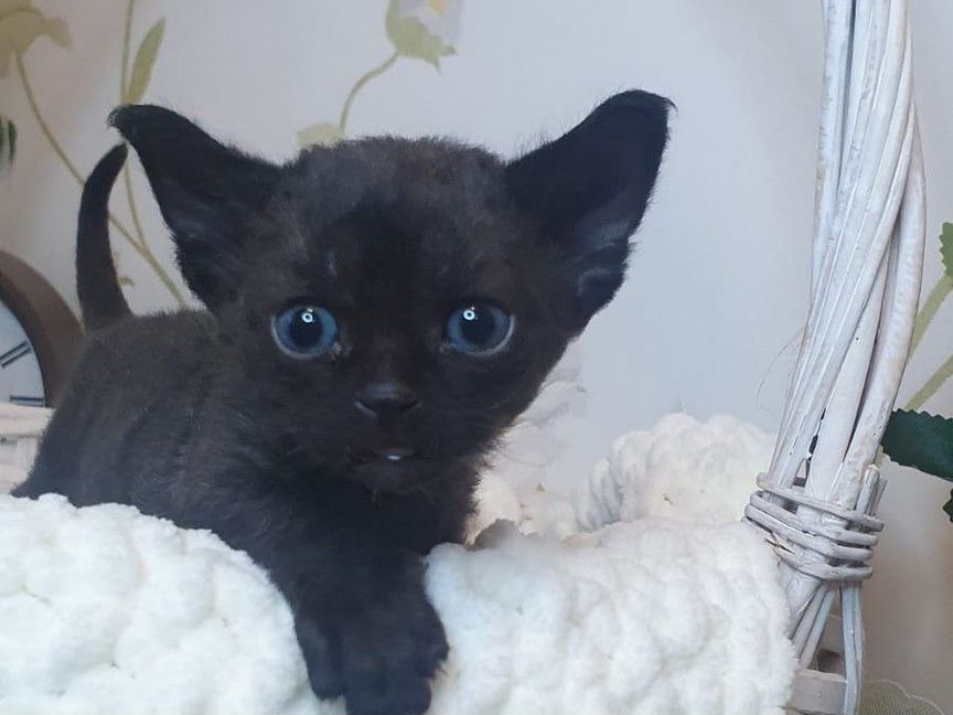 Котята девон-рекс