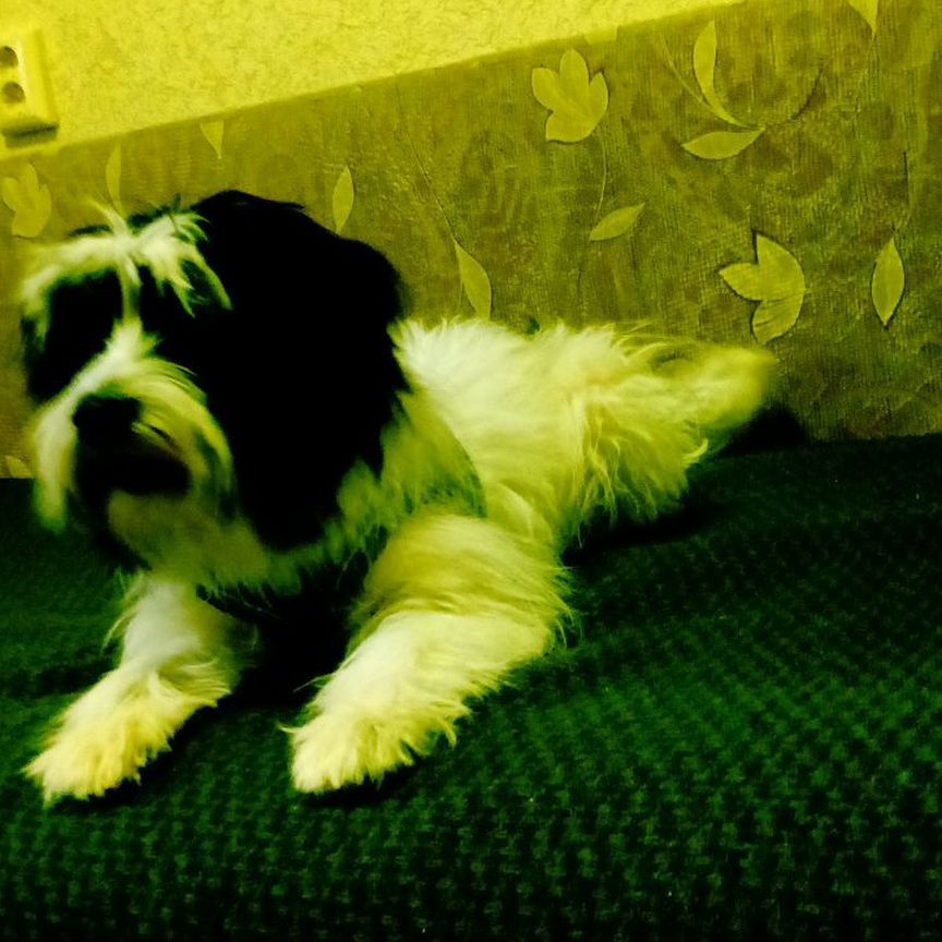 Йоркширский терьер, щенок