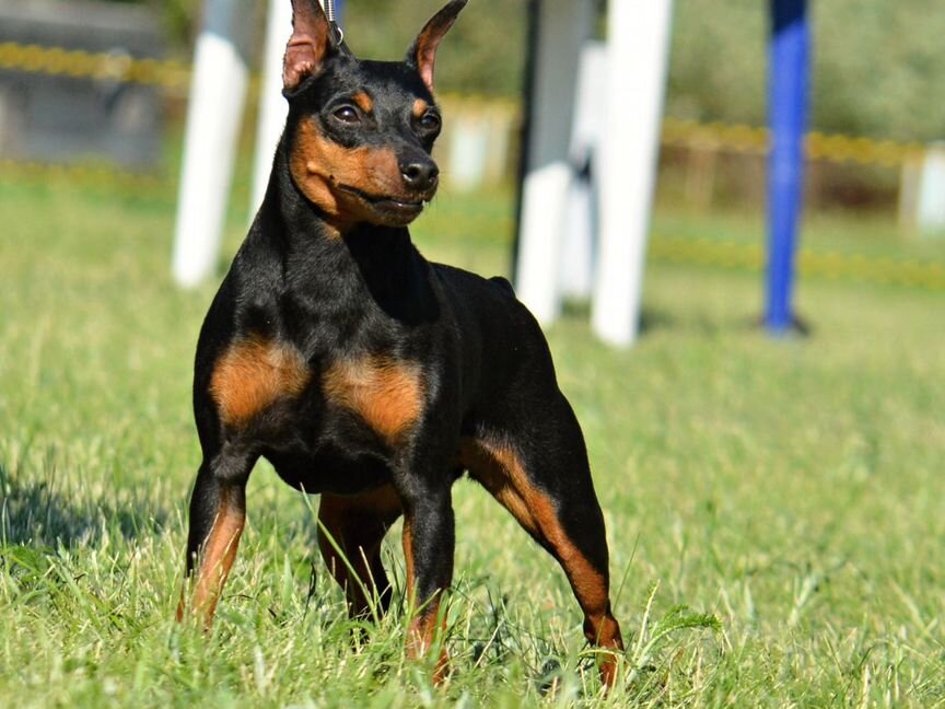 Мини пинчерята