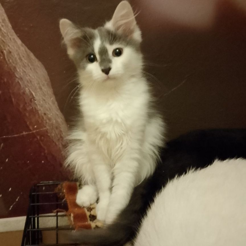 Сибирский котёнок