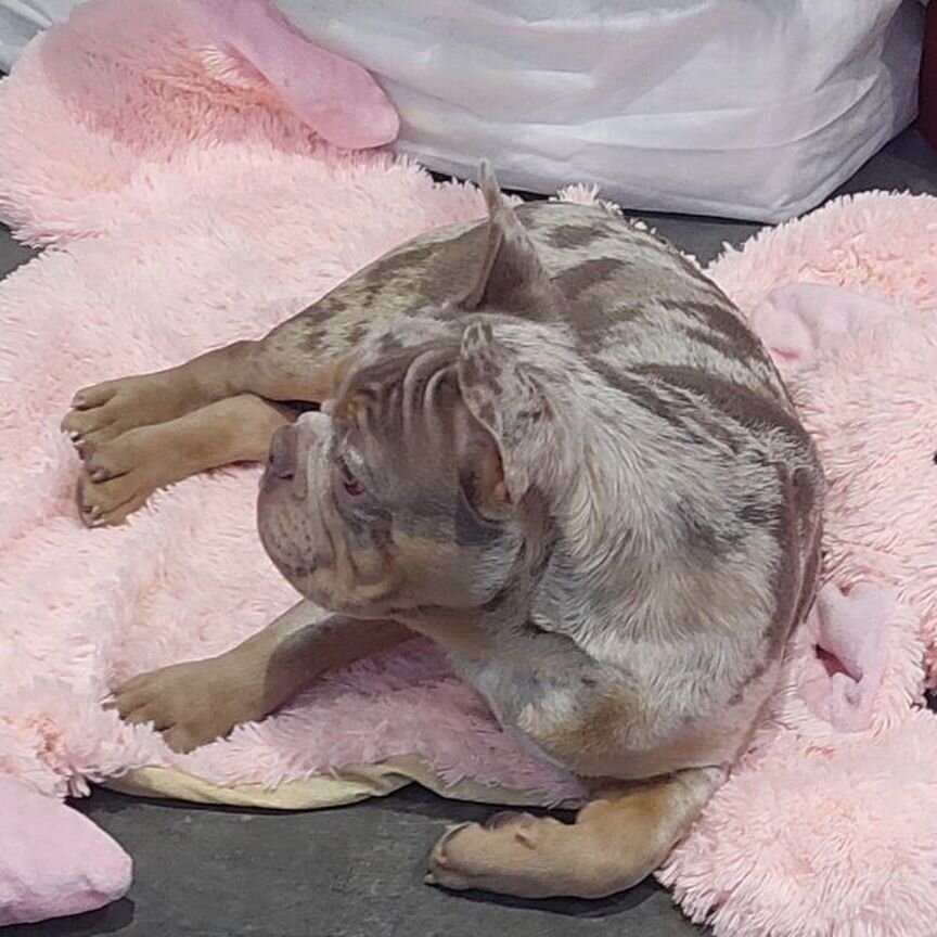 Французский бульдог, щенок