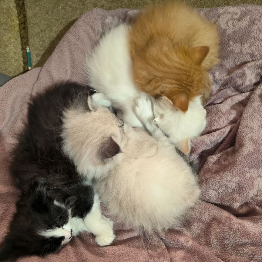 Отдам котят