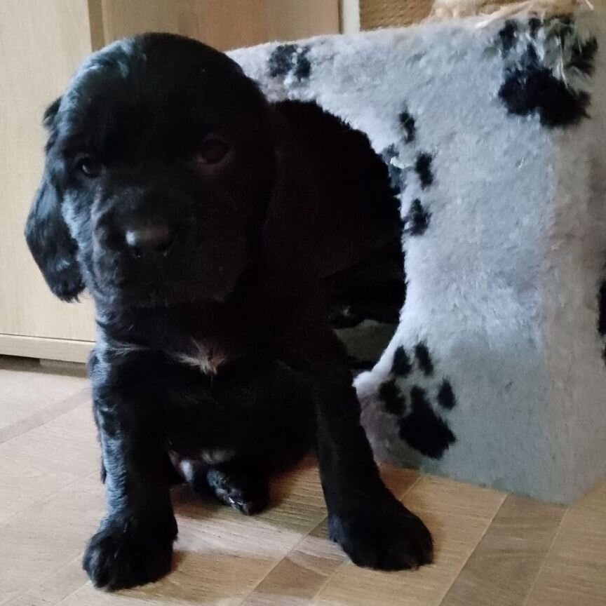 Русский охотничий спаниель, щенок