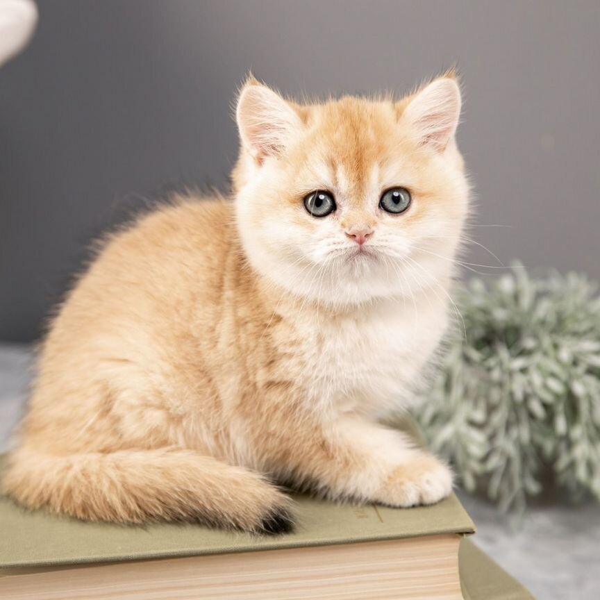 Британский золотой шиншилла кот