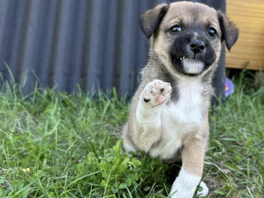 Щенуля красотуля в добрые ручки