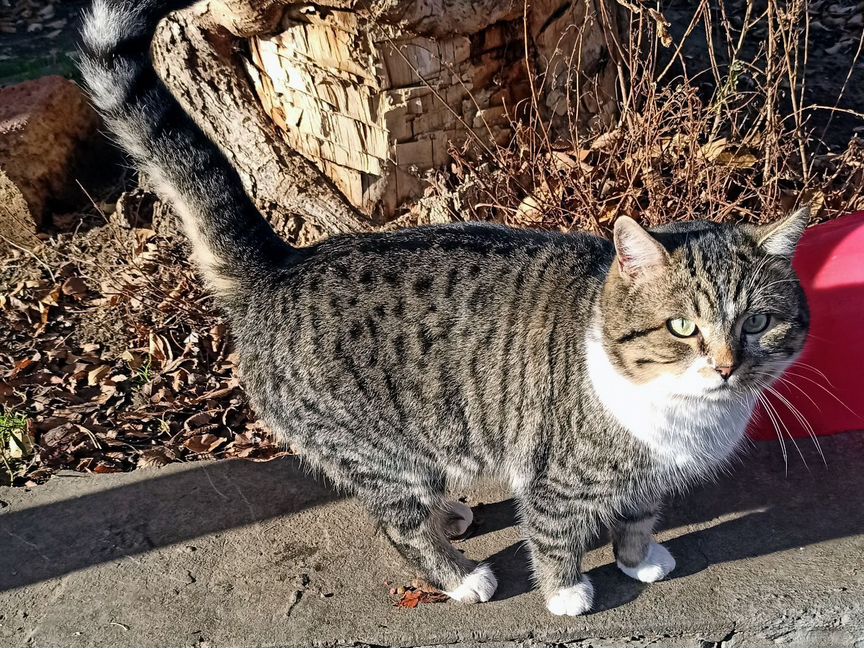 Роскошный котик мальчик