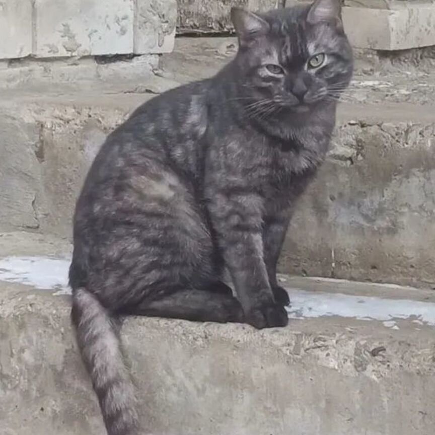 Юный котик на улице