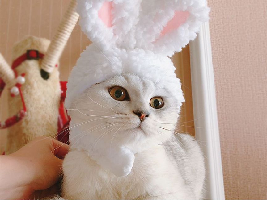 Шапка для котов
