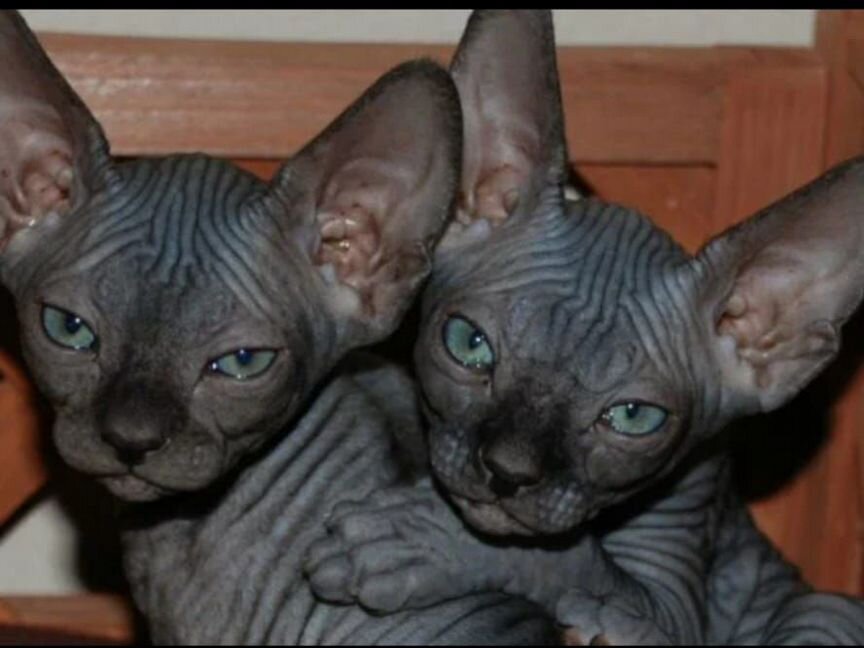 Донской сфинкс котята