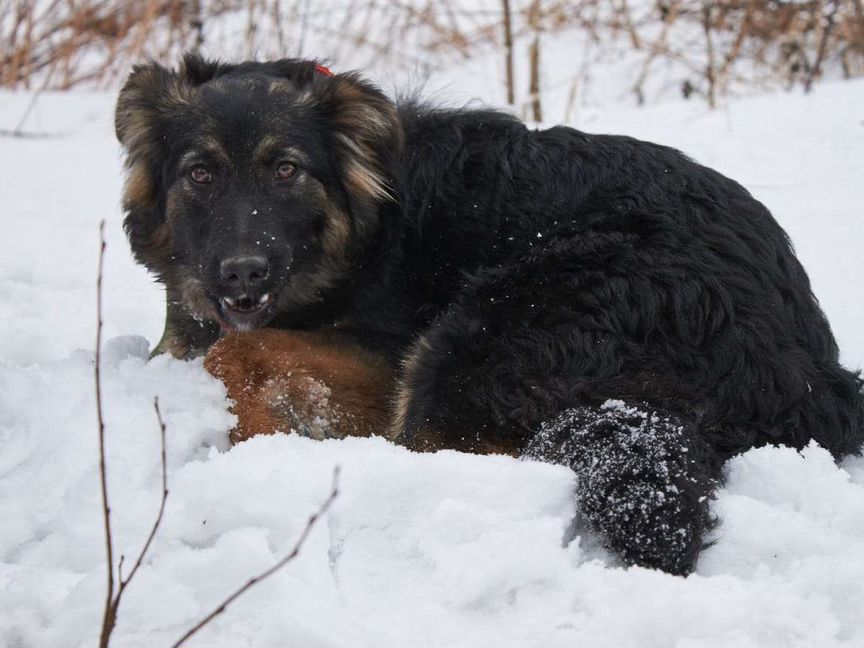 Хлопушка в добрые руки