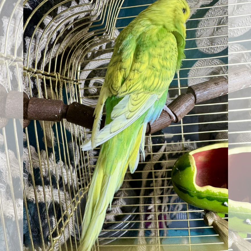 Выставочный волнистый попугай ввп Чех