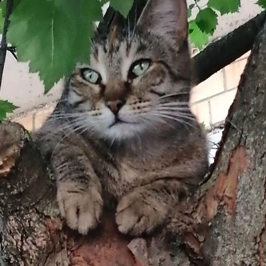 Кошка