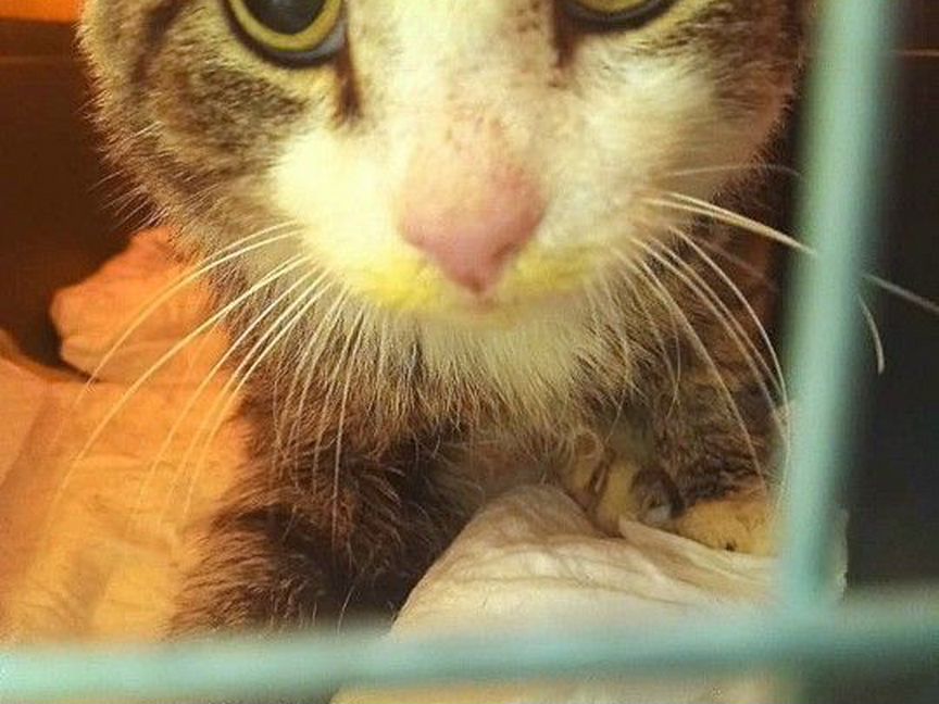 Котик чудом спасса и выжил. Ищет дом