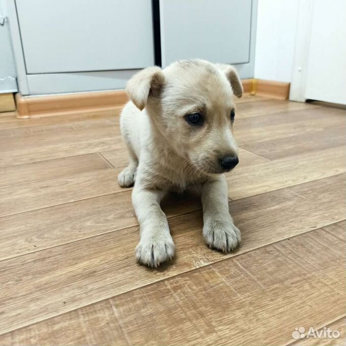 Отдам белую девчулю в добрые руки