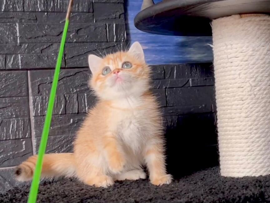 Британец (клубный )