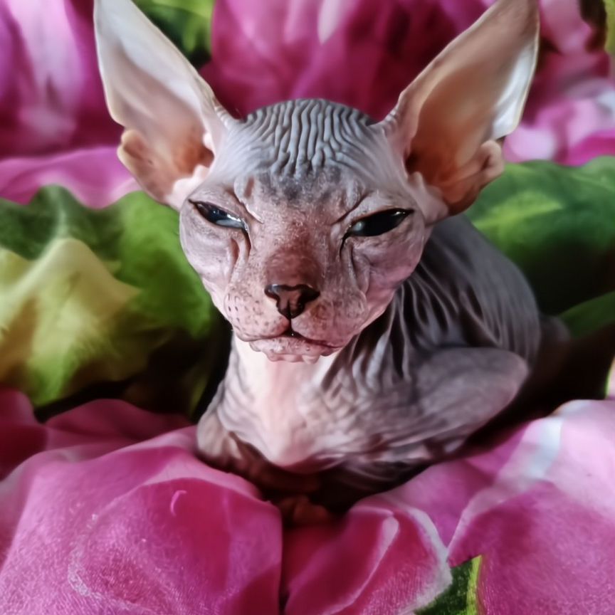 Донской сфинкс котёнок