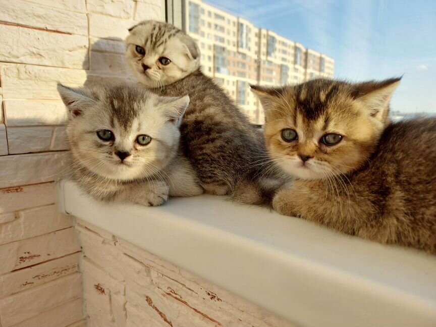 Шотландские котята