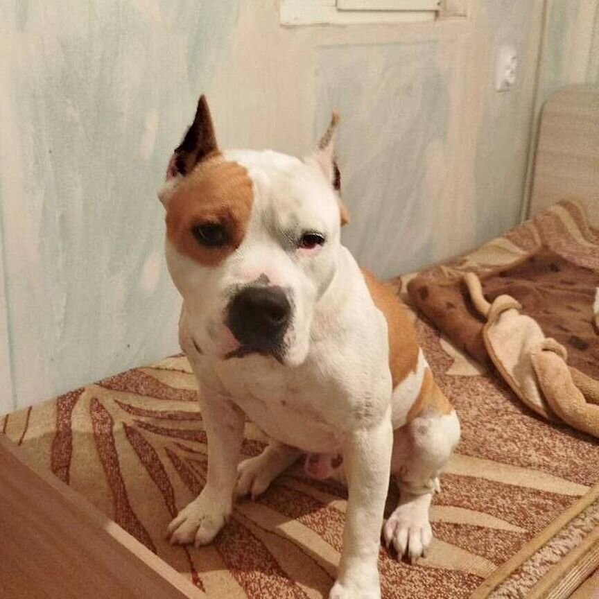 Брошенный амстафф Тор ищет семью