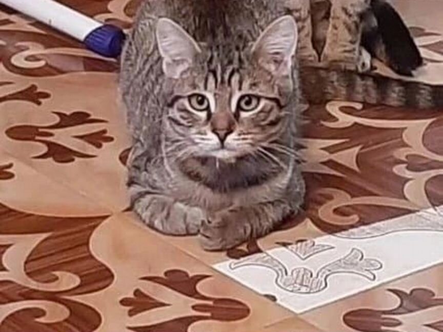 Котята-подростки в добрые руки