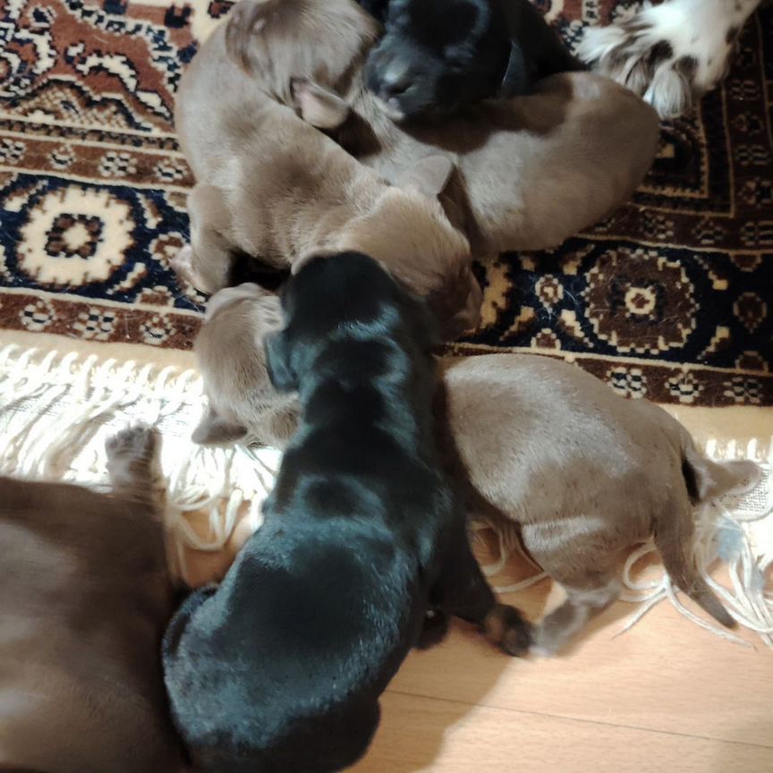 Щенки русского спаниеля