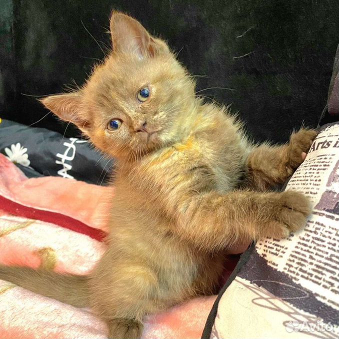 Котёнок девочка ищет хорошие ручки