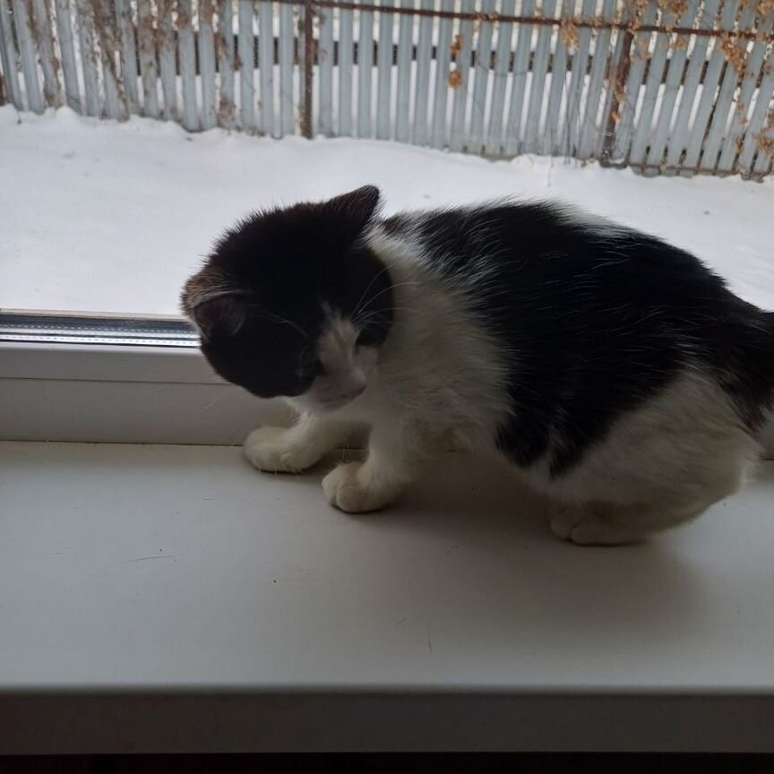 Котёнок в добрые руки