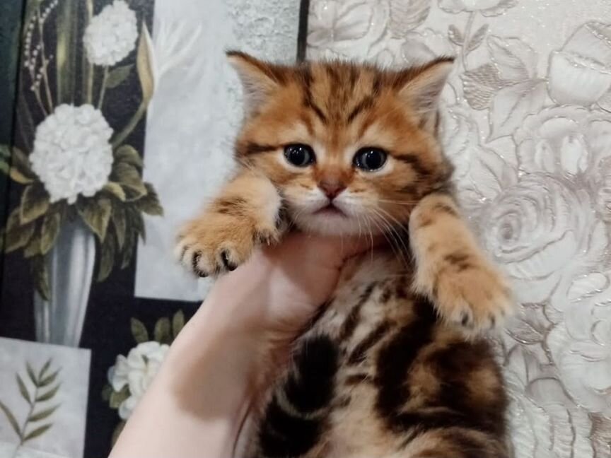 Шиншилловые золотые карапузики