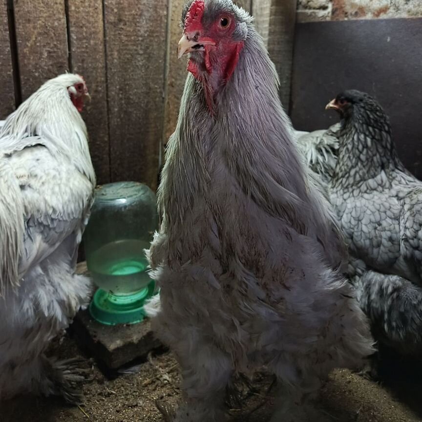 Петухи Брама Лаванда