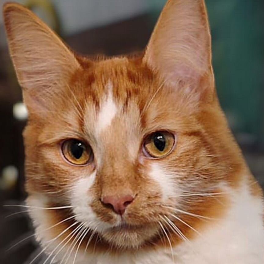 Нежный котик ищет дом